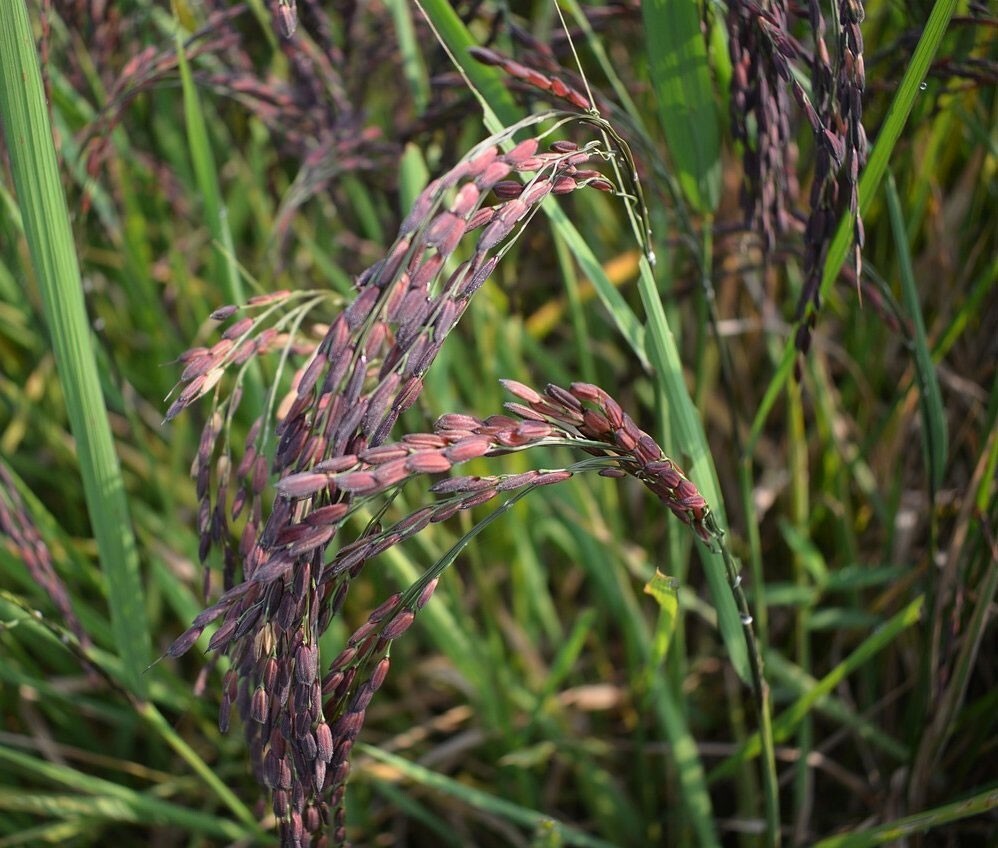Brown Rice Plant A Catastrophe': Greenpeace Blocks Planting Of