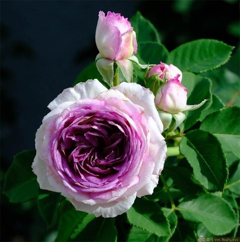 3-4 years 3gallon pot Big size lavender crush climbing rose 薰衣草迷恋 Or ...