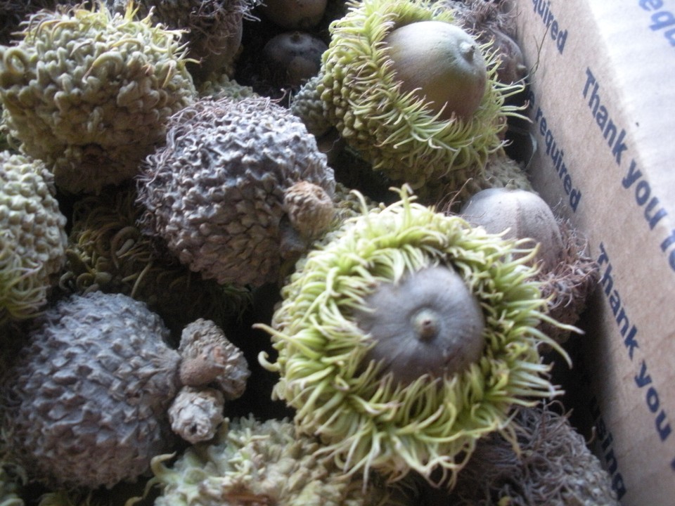 Bur Oak Acorns fresh, huge, floated 72 Plant, wildlife food quercus ...