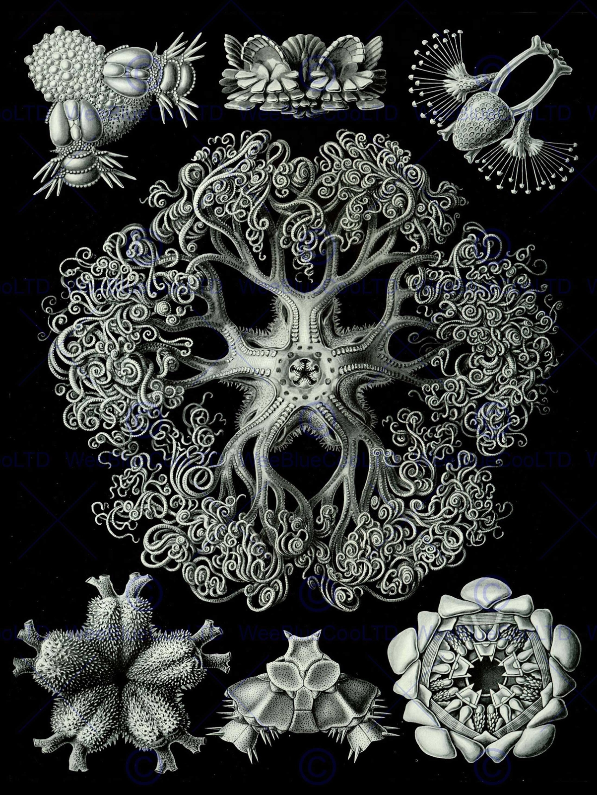 NATURE ART HAECKEL ERNST BIOLOGY SEA CREATURE GERMANY VINTAGE POSTER ...