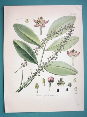 JABORANDI Plant Pilocarpus Pinnatifolius - Beautiful COLOR Botanical ...