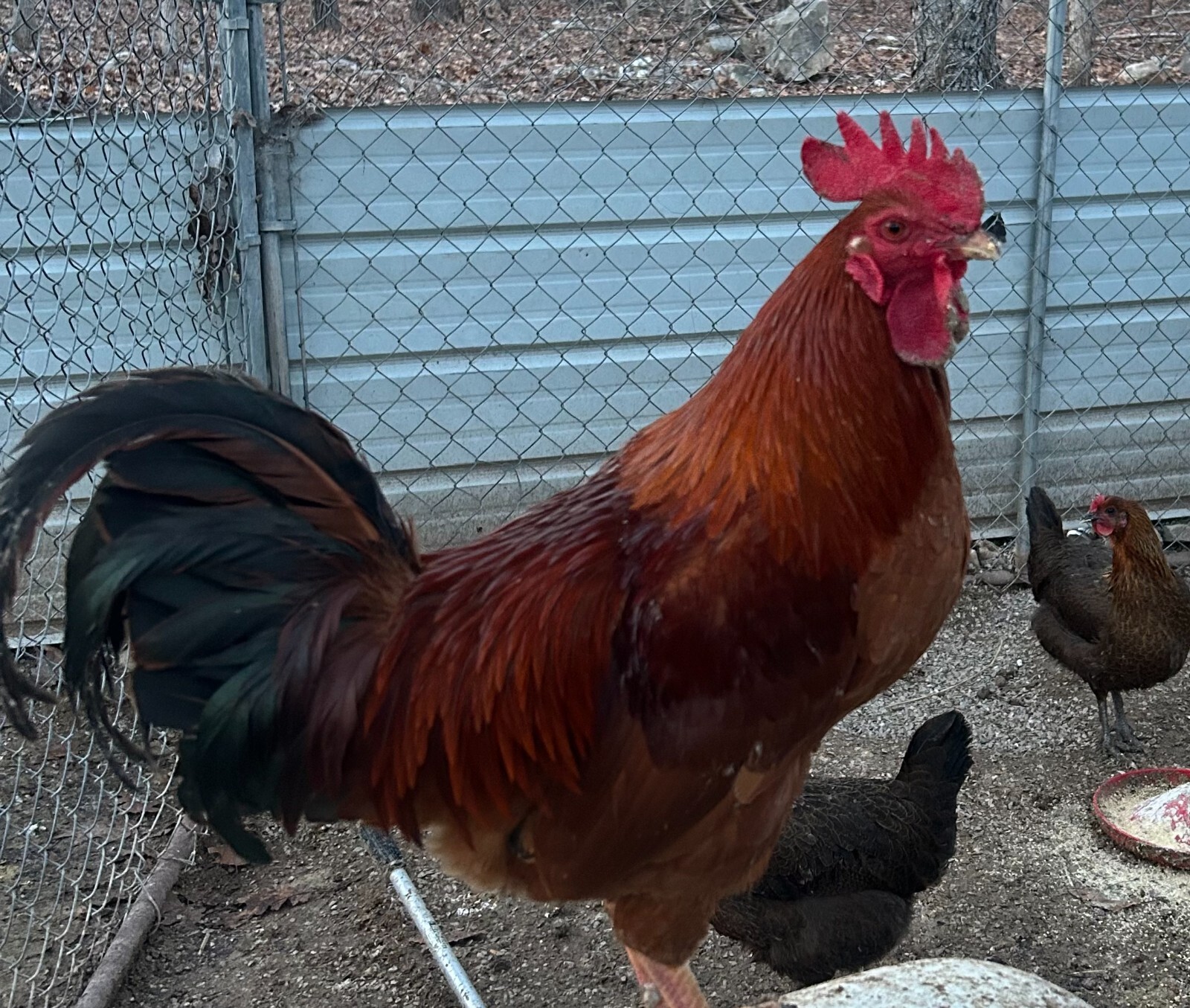 5 RARE Laughing Chicken😂 Ketawa🐓🐣🩷 Hatching Eggs | eBay