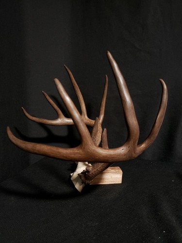 Whitetail Deer Antlers 135" 10 Point Buck! | eBay