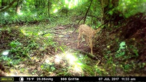 Moultrie Mobile Wireless Field Modem MV1 (MCA-13033) for sale online | eBay