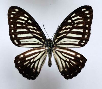 GRAPHIUM MACAREUS MACCABAEUS - unmounted butterfly | eBay