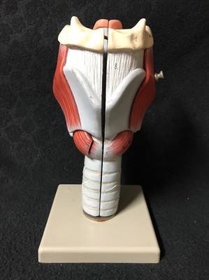 Somso LARYNX Model GS7 GS 7 Anatomical Model | eBay