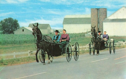 Postcard Amish Courting Buggies Pennsylvania | eBay