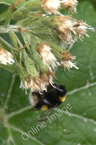 Photo 6x4 Northern White-tailed Bumblebee (Bombus magnus), Norwick ...