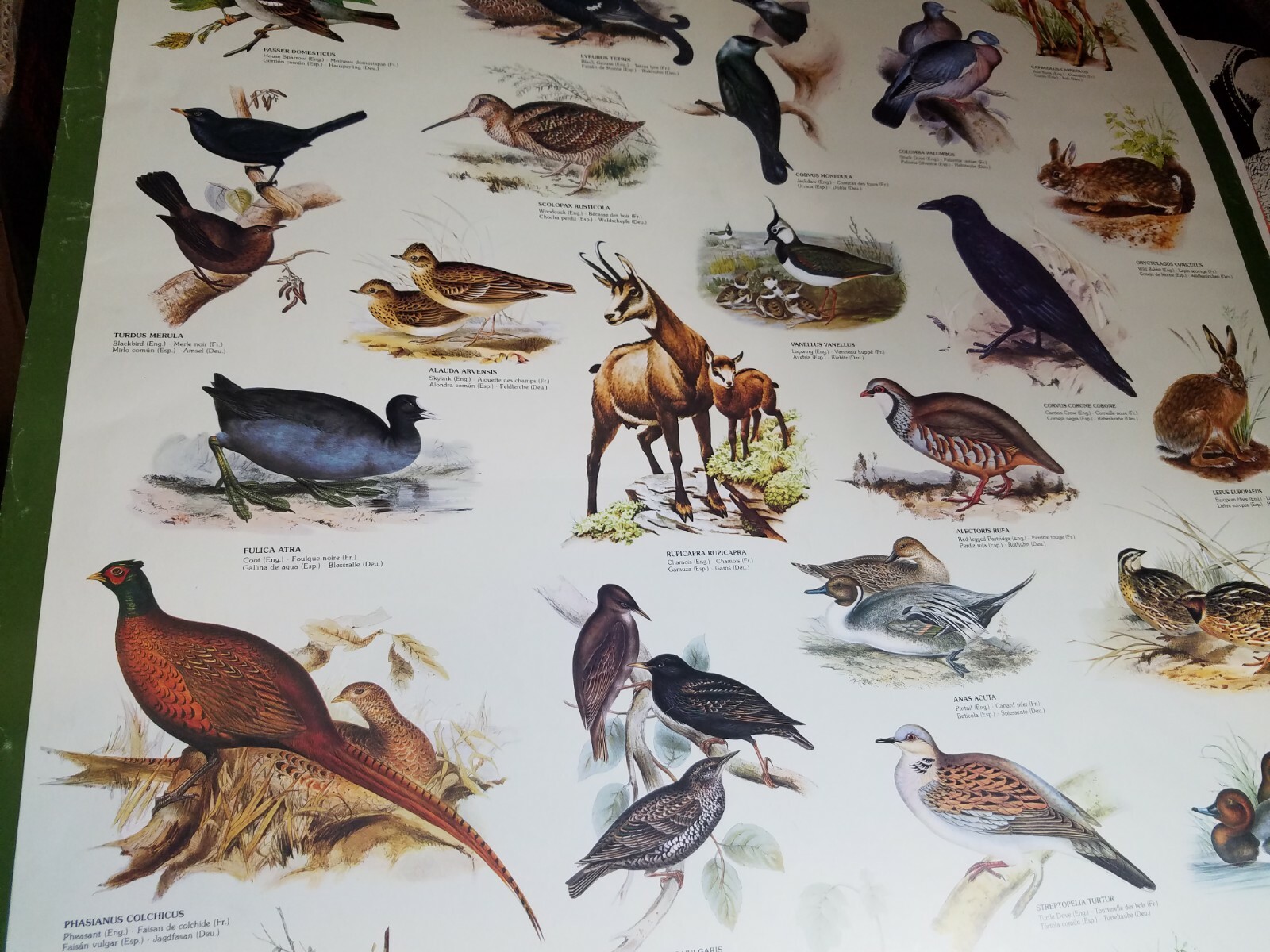 WILDLIFE GAME VINTAGE POSTER Printed in Italy By Arti Grafiche Ricordi ...