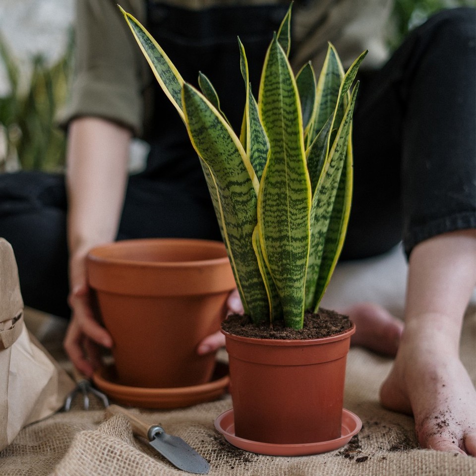 10 Pcs Planter Saucers Plastic Plants Pots Tray Flower Base Plate ...