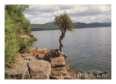 Postcard 4x6 MN The Witch Tree Grand Portage | eBay