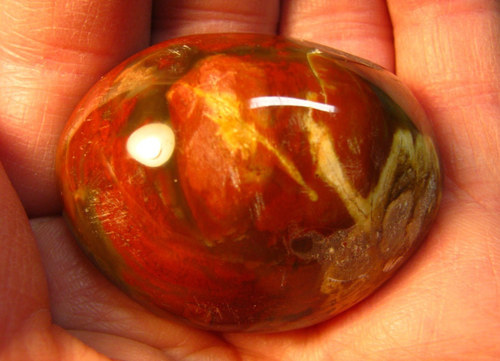 2 NICE PETRIFIED WOOD PALM STONE MADAGASCAR & SMOOTH CUT WASHINGTON ...