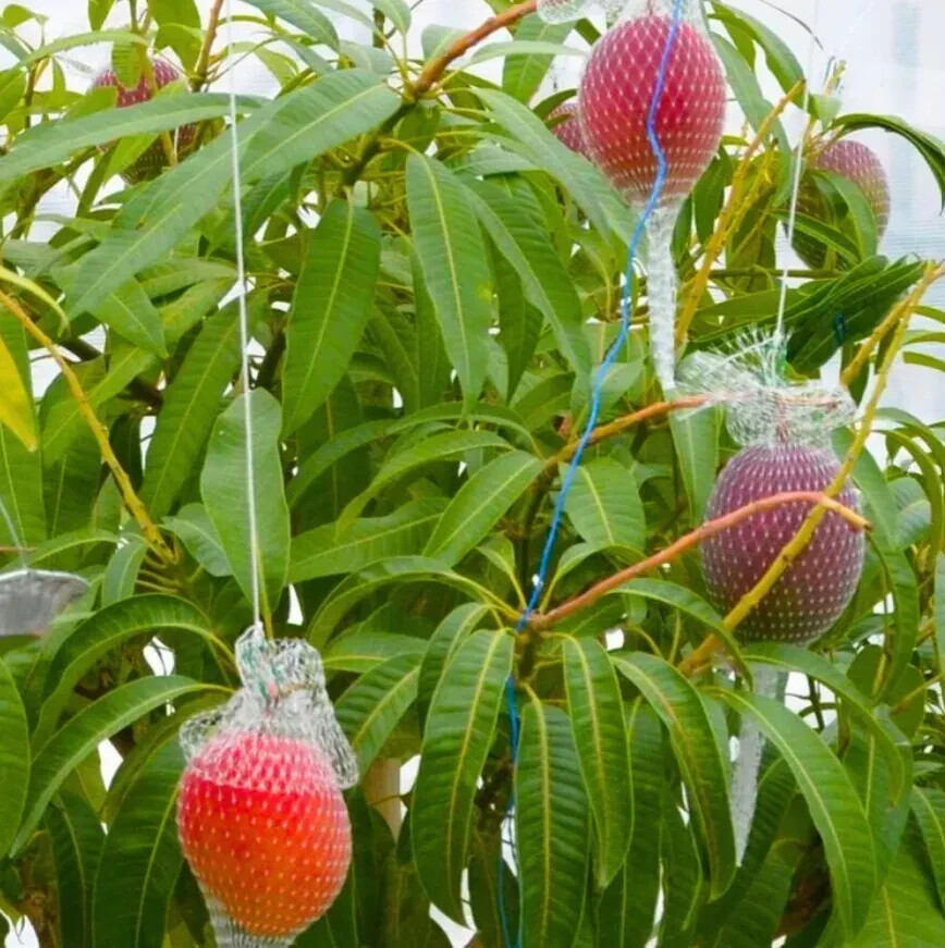 Miyazaki Mango Seeds / Manglifera / Red Apple Mango Seeds High ...