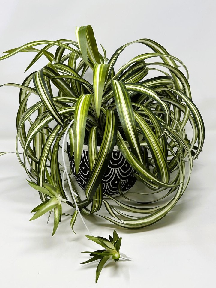 12" Spider plant in Black Ceramic Pot, handmade original by Lower Forty ...