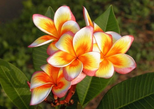 "FIRE FOX" FRAGRANT PLUMERIA CUTTING WITH ROOTED 7-12 INCH WITH FREE ...
