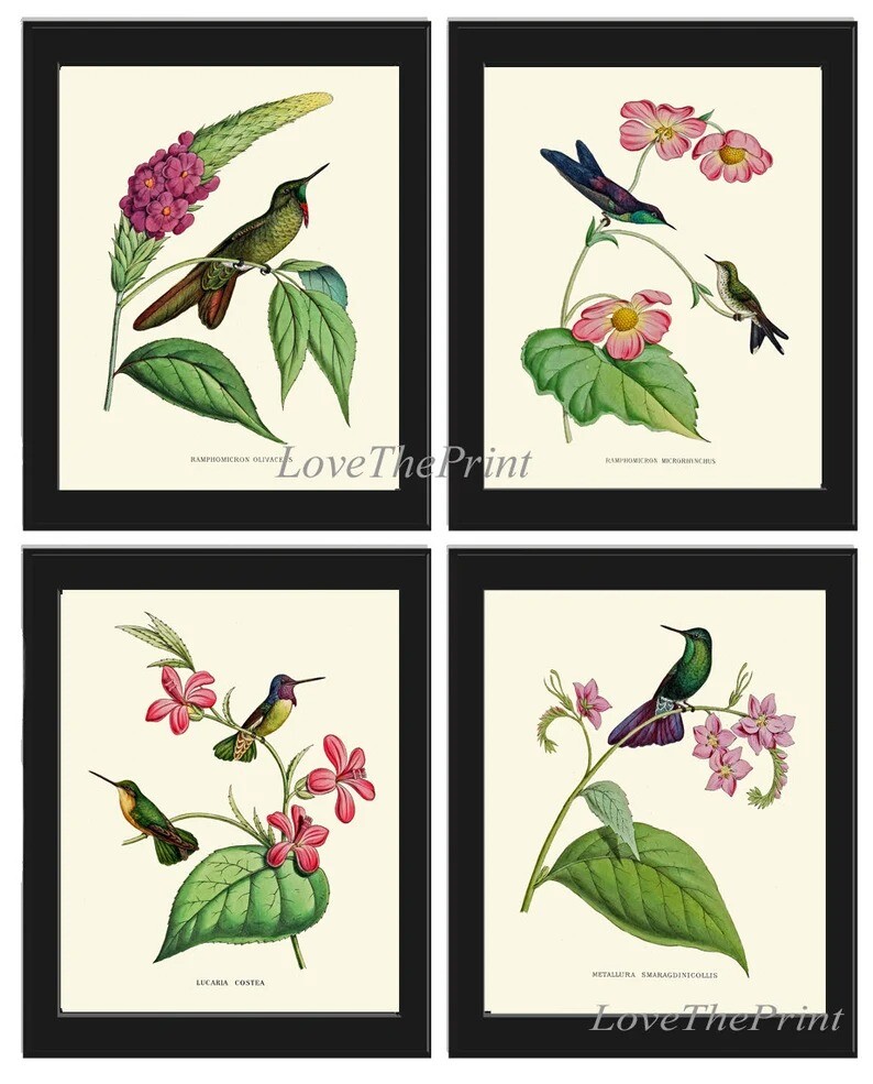 Vintage Hummingbird Prints Wall Art Set of 4 Bird Pink Tropical Flowers ...