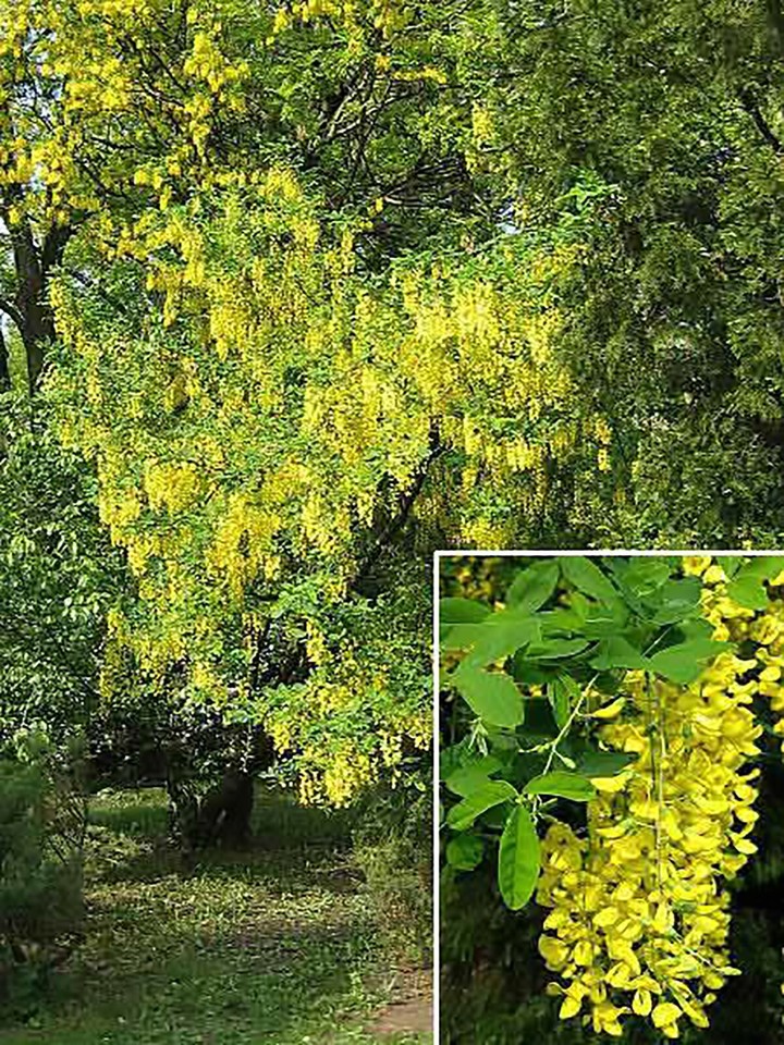 Lovely Golden Chain Tree, Laburnum anagyroides, Seeds (Showy, Hedge ...