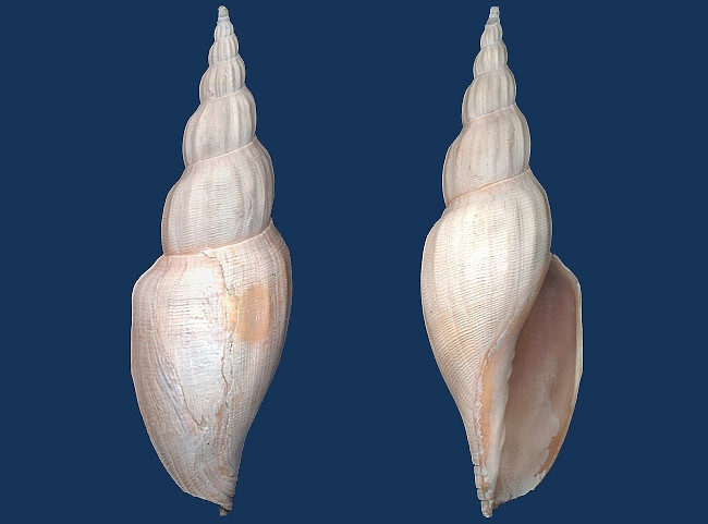 Shell Fulgoraria kaneko L Seashell | eBay