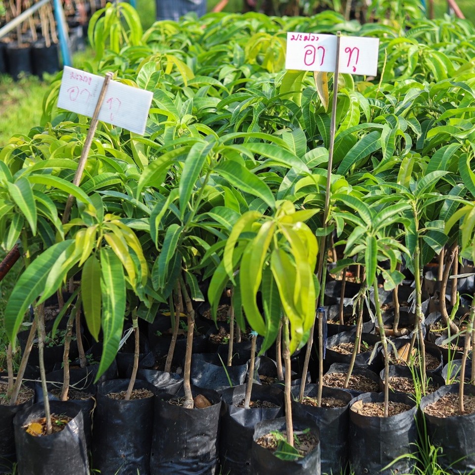 Mango R2E2 Thailand Grafted Plant Fruit Tree Unique Tropical Tall 24 ...