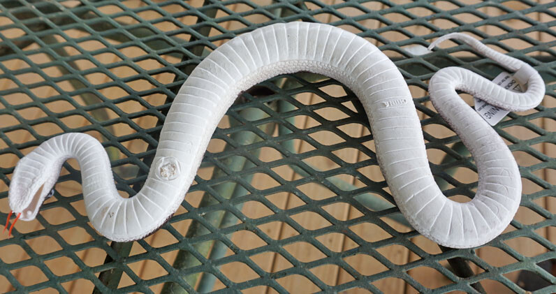 Toy Snakes - Fat Rubber Viper Types - Choice of 8 Varieties | eBay