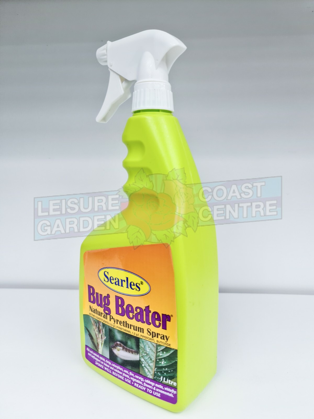 Outdoor Indoor Garden Patio Searles Bug Beater Plant Natural Pyrethrum ...