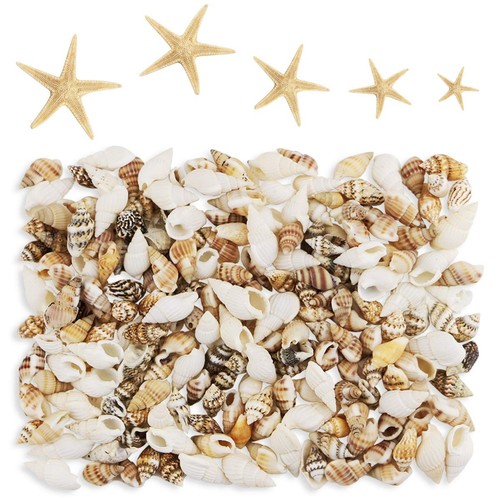 186 pcs Mini Tiny Sea Shells Mixed Ocean Beach Seashells, Natural ...
