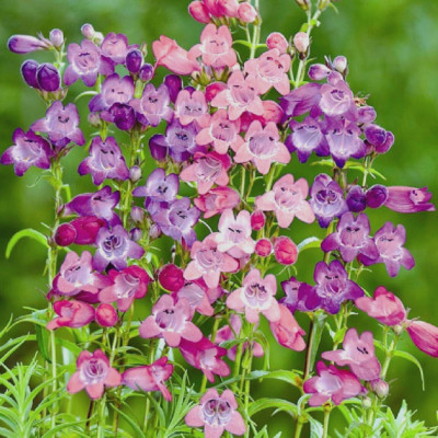 PENSTEMON MEXICALI "SUNBURST COLOURS", MEXICAN BEARDTONGUE 50 seeds | eBay
