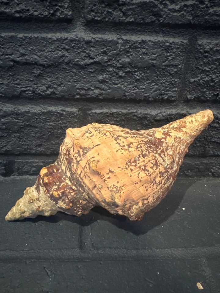 Florida Horse Conch Shell (Triplofusus giganteus) – Large Natural ...