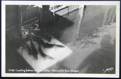 RPPC Counting Salmon at Fish Ladder - Bonneville Dam Or Sawyers PC1997 ...