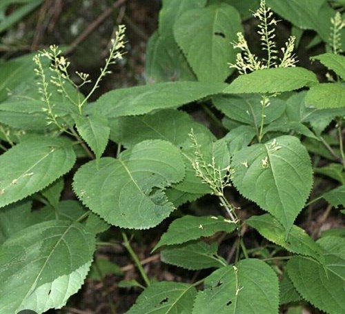 3 Stone Root Plant Bare Root Canadensis Collinsonia Wildflower Herb ...
