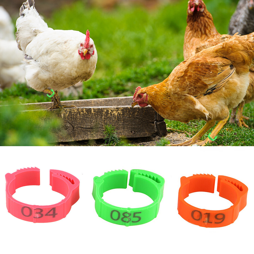 100PCS Chicken Leg Ring Numbered Poultry Duck Quail Foot Tags Clips Leg ...