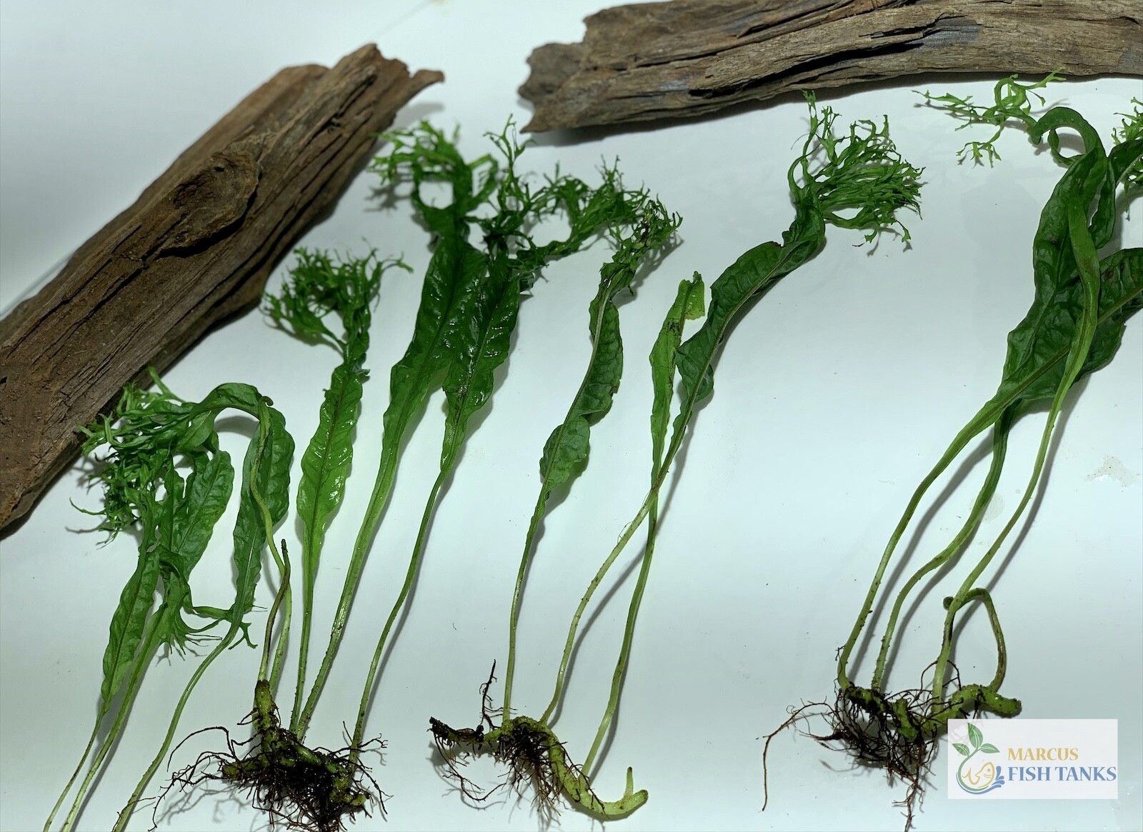 Lace Java Fern Microsorum Windelov Live Aquarium Plants BUY 2 GET 1 ...