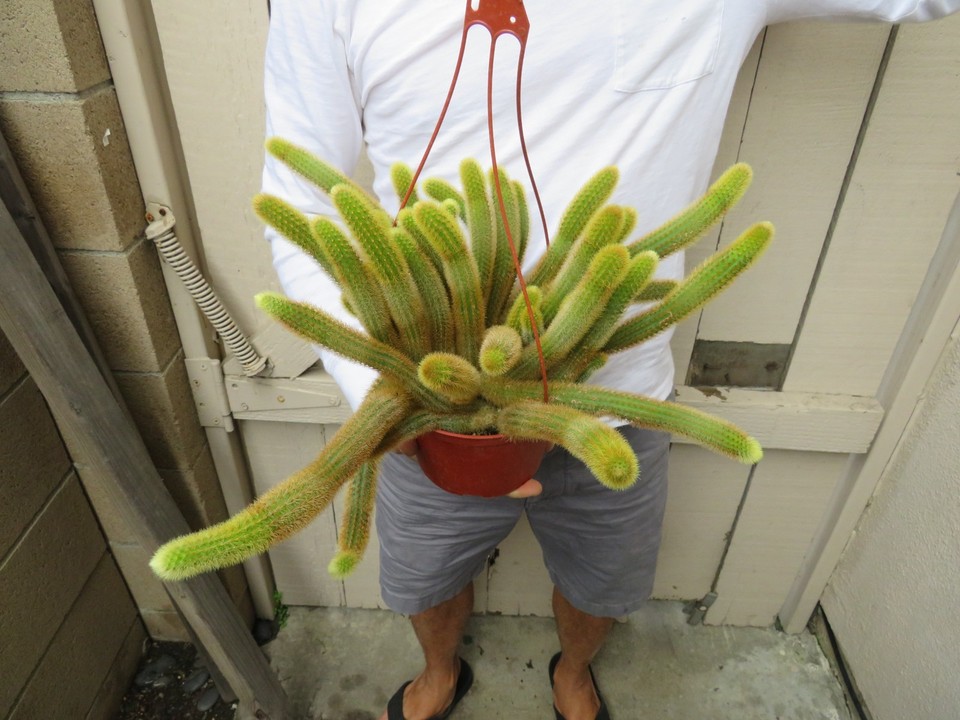 Golden Rat Tail Hildewinteria Aureispina Cactus | eBay