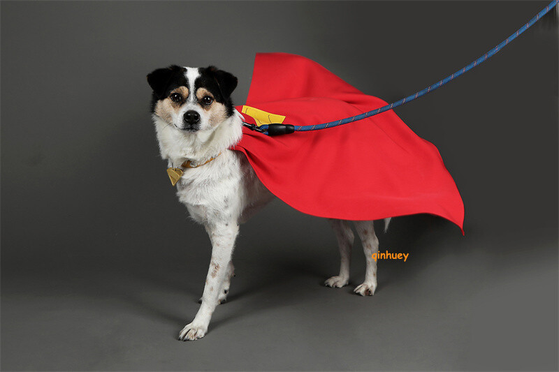 Superman Superdog Cape Krypto Cosplay Cloak Dog Pet clothing | eBay