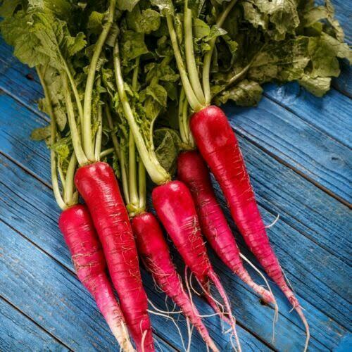 RADISH FIRE CANDLE 50/100/200 seeds Italian heirloom Any Time Grow ...