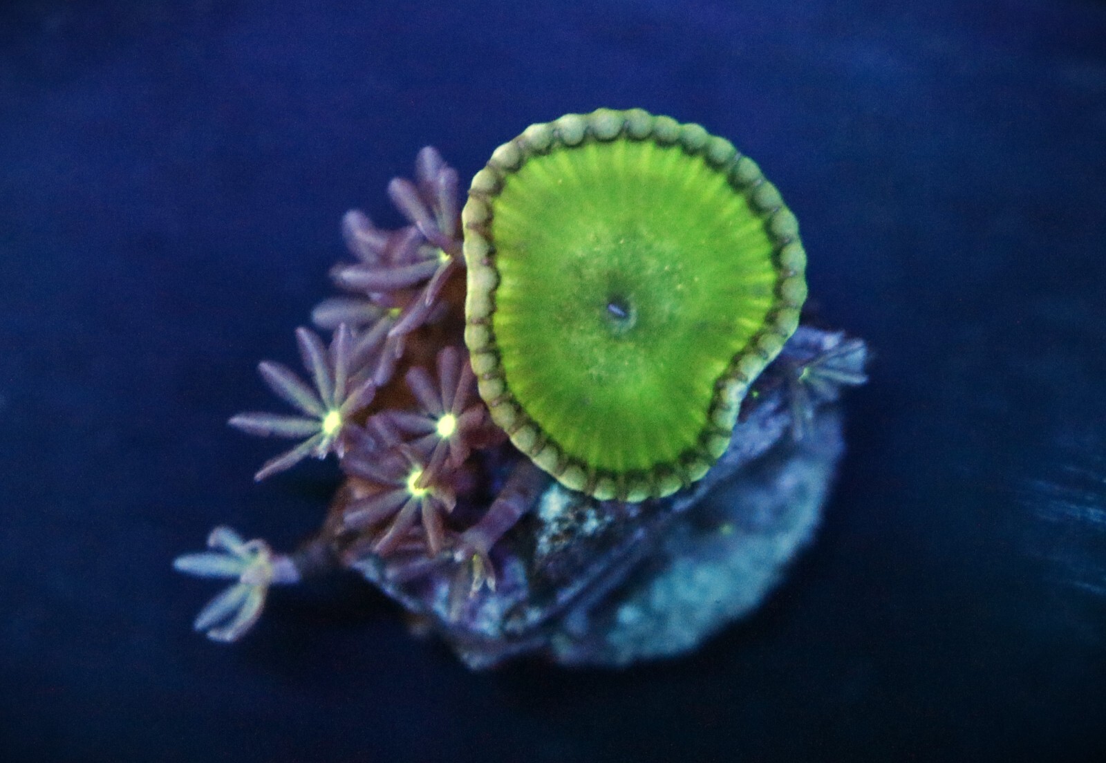 Stunning Palythoa Grandis w/ Daisy Polyps, Home Grown, WYSIWYG | eBay
