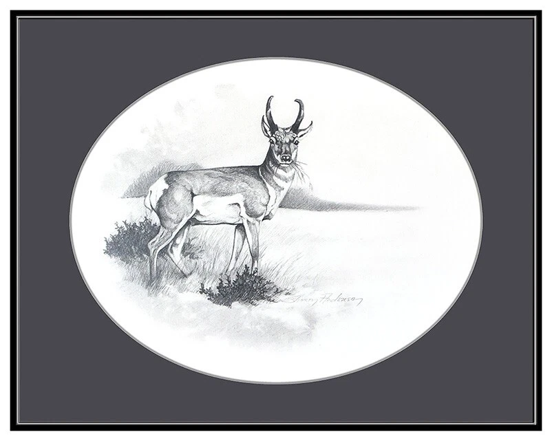 Pronghorn Antelope Drawing