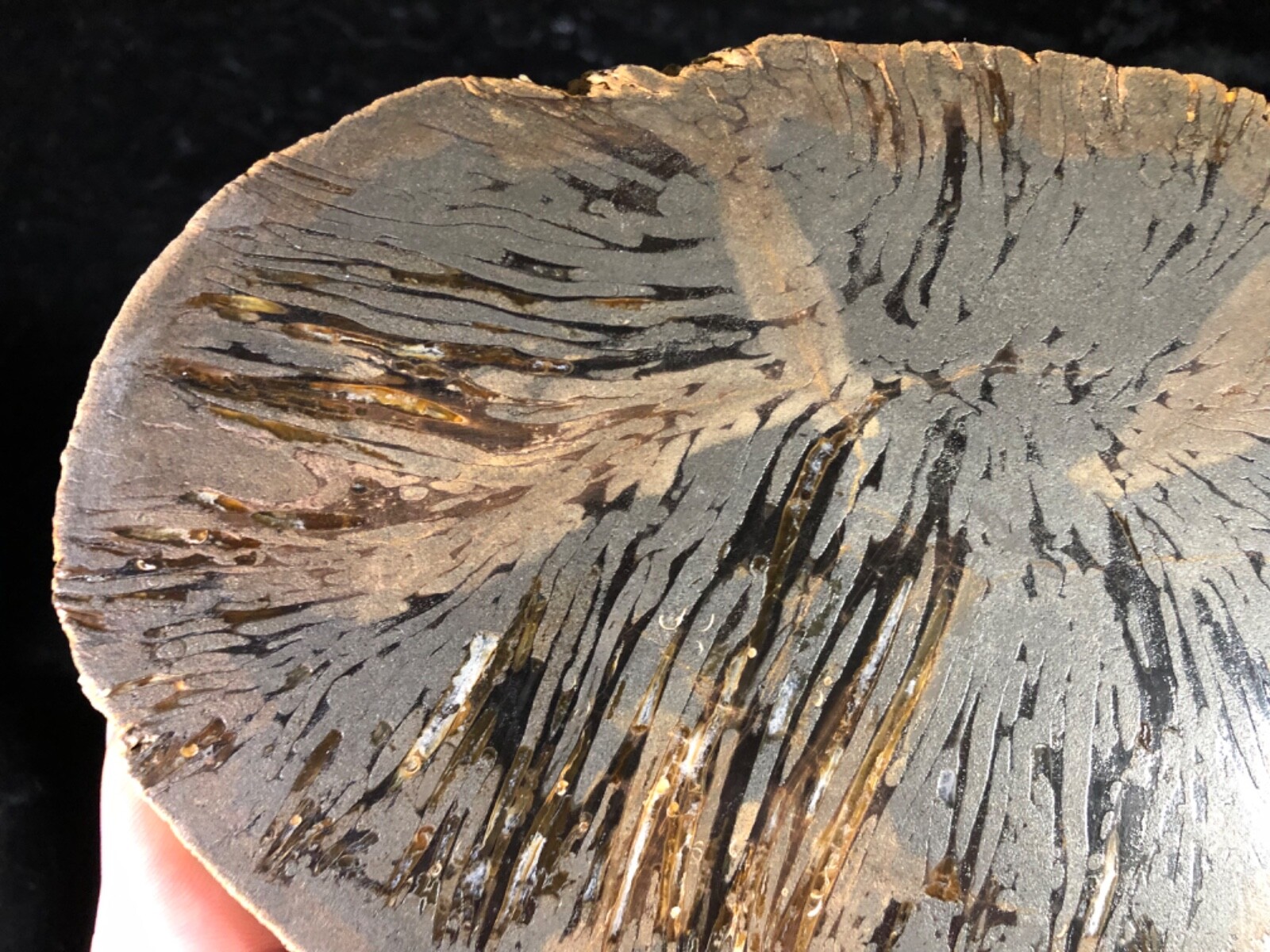 Teredo Bored Petrified Wood N. Dakota, Canon Ball Formation 8.75”x5.25 ...