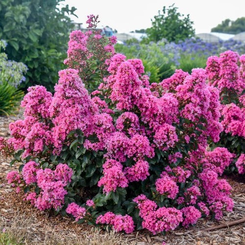 Peppermint Mocha Crepe Myrtle Plants | eBay