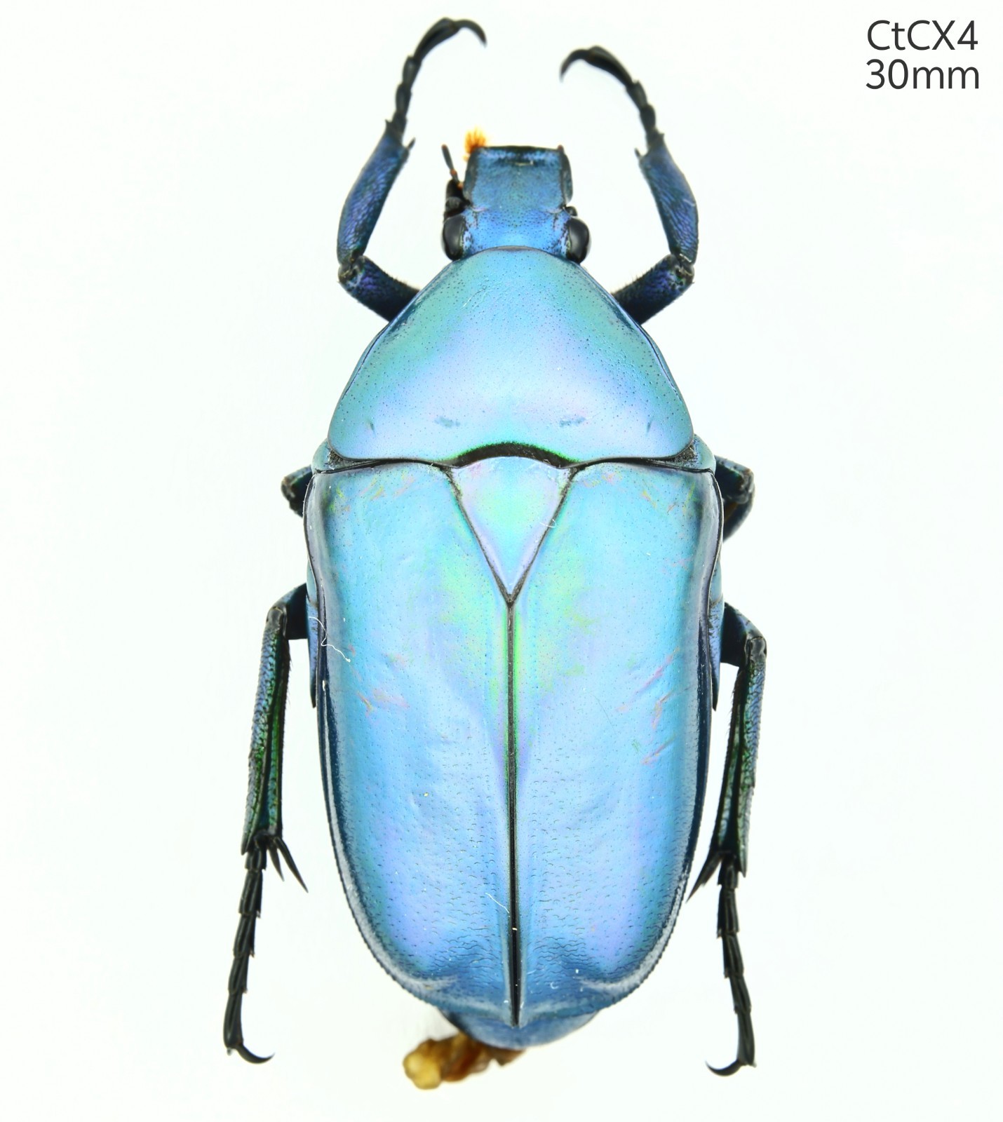 CtCX4 Scarabaeidae Cetoniinae Romborhina sp Guangxi Baise | eBay