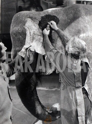 Vintage Press Photo Animals, France, Circus GRUSS, Elephant, 1975 ...