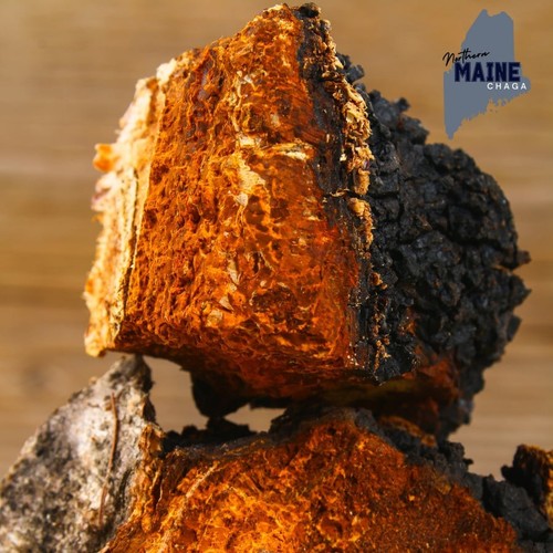 12 Oz. Of Premium Chaga. Hand Foraged In Northern Maine 100% Raw And ...