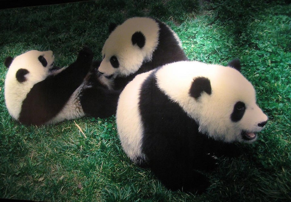 20cm (8") Cute mini PANDA Bear Handcraft Stuffed Animal Plush Soft Toy ...