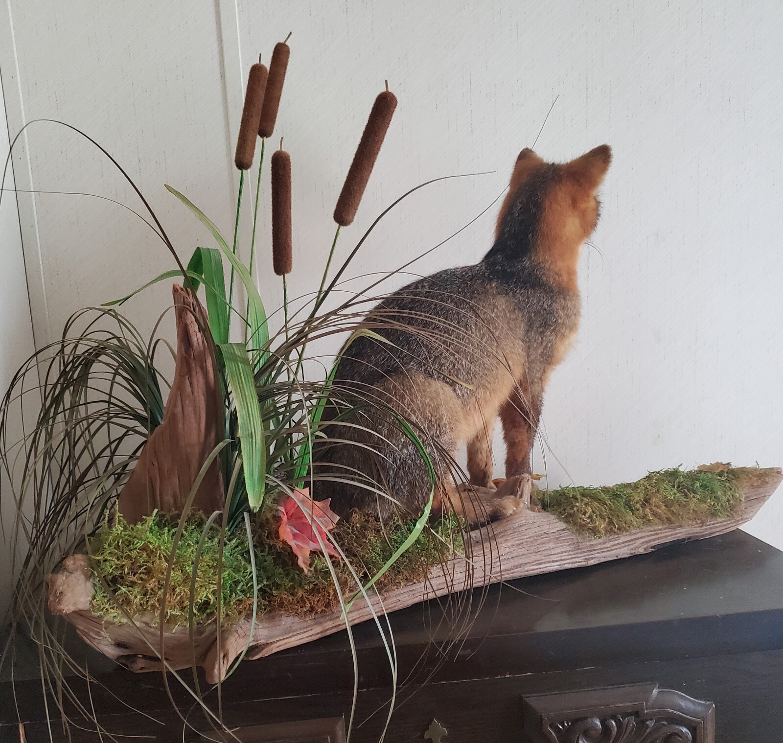 Gorgeous Red Fox Mount | eBay