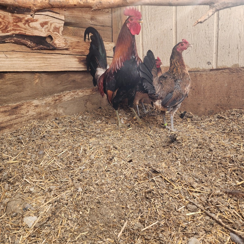 8+ Blue Face Hatch Gamefowl Fertile Eggs *I PAY SHIPPING USA. | eBay