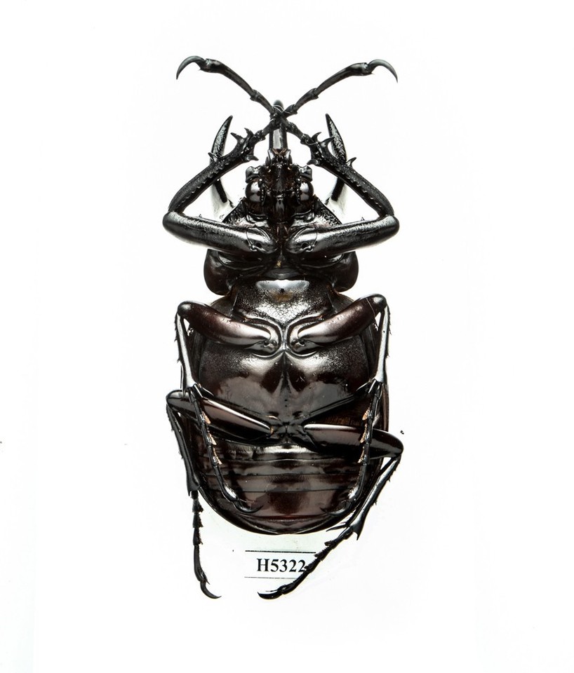 BEETLE, INSECT - H5322. Dynastinae: Chalcosoma chiron ssp.- 85MM ...