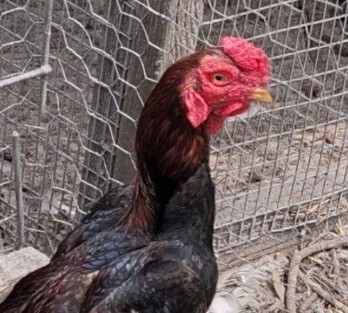 Malay rare Critical/ 5eggs,indio gigantes relitiveTallest Chicken ...