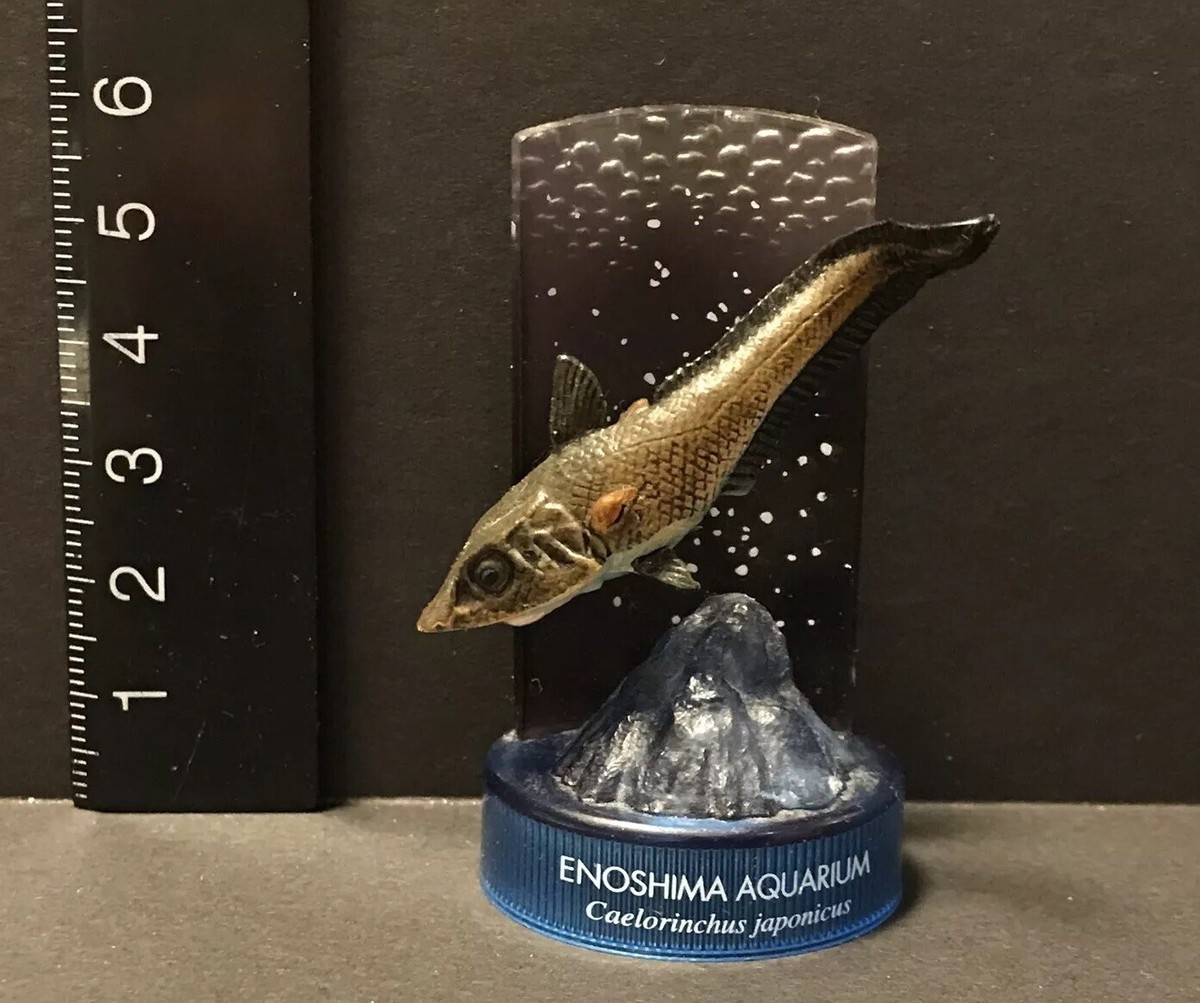 Rattail Fish