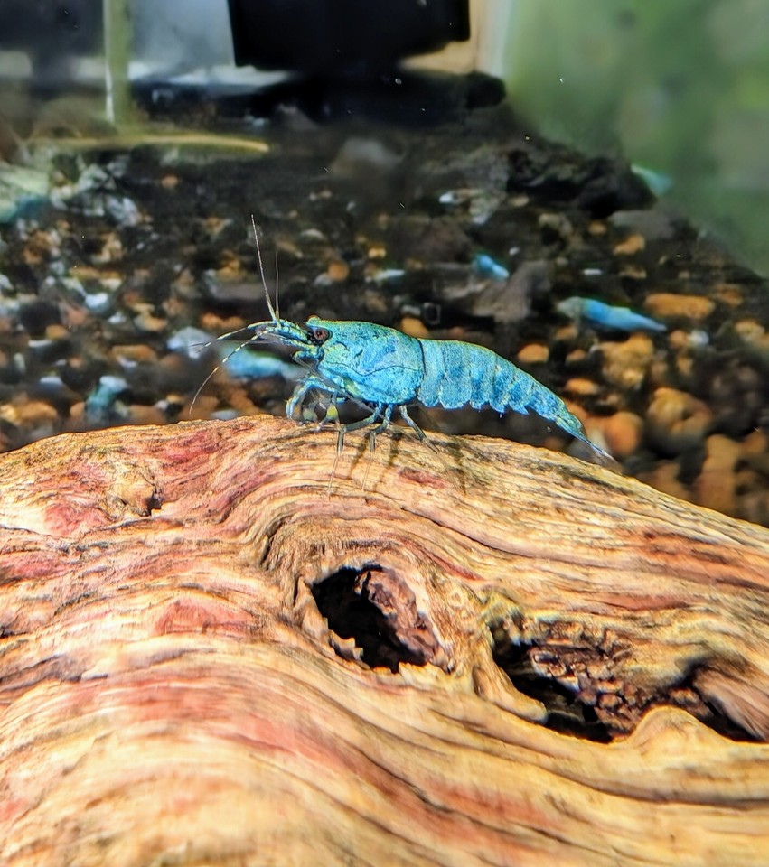 10+2 Extreme Blue Bolt Shrimp - Freshwater Caridina Bee Aquarium Live ...