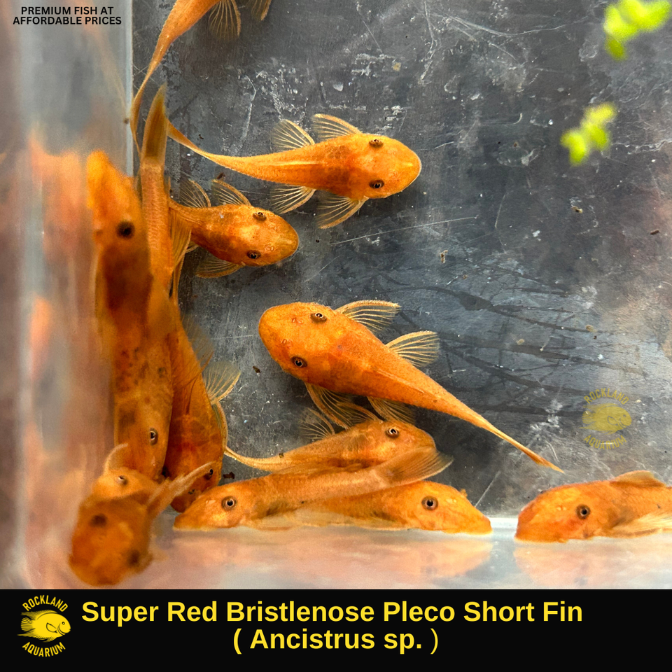 3x Super Red Bristlenose Pleco Short Fin - Ancistrus sp. - Live Fish | eBay